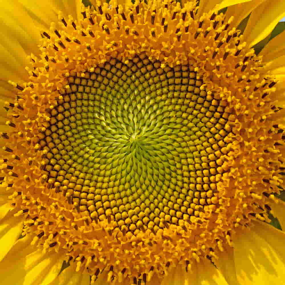 Golden Ratio